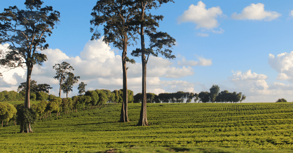 Kiambu Neighbourhood Guide | BuyRentKenya